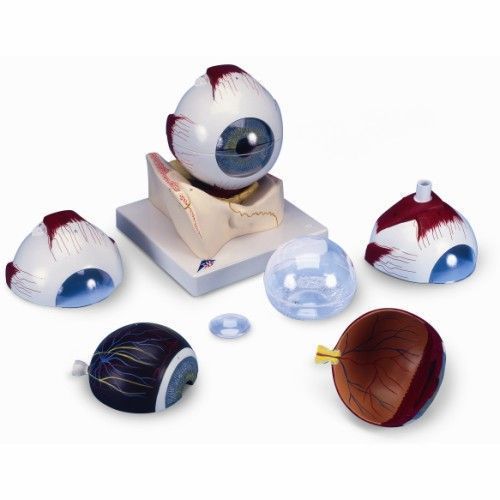 Model oka 7-część 5 razy powiększony F11 w cenie 1 258,78 zł