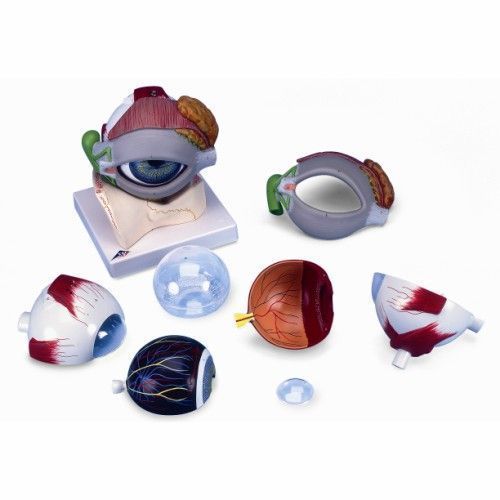 Model oka 8-część 5 razy powiększony F12 w cenie 1 729,50 zł